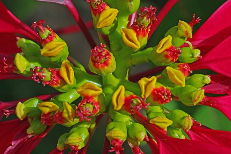 How to Grow and Care for Poinsettia Plants | Gardener’s Path