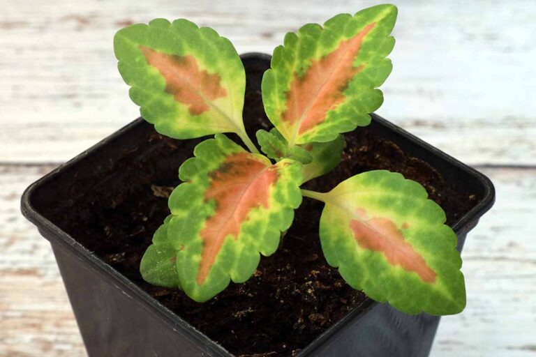 How to Grow Coleus as a Houseplant | Gardener’s Path