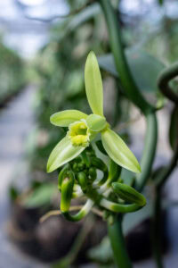 How to Grow and Care for Vanilla Orchids | Gardener’s Path