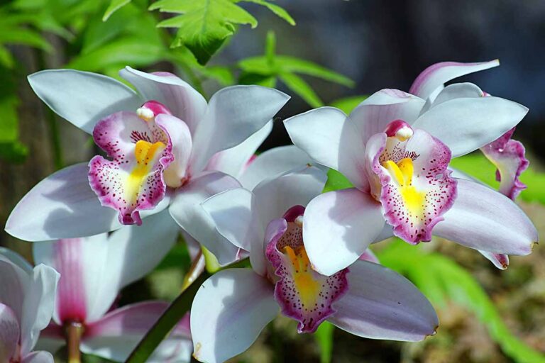 How to Identify and Control 13 Common Orchid Pests