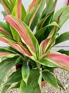 15 of the Best Cordyline (Ti Plant) Varieties | Gardener’s Path