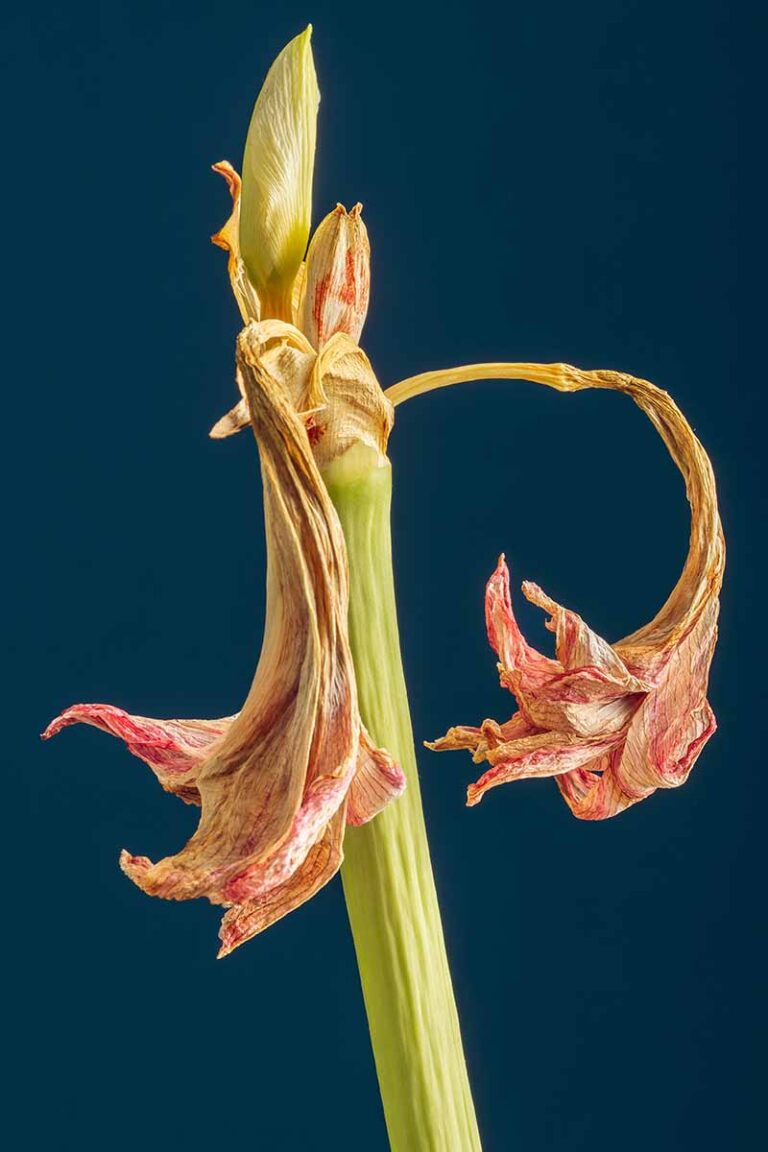 When and How to Fertilize Amaryllis | Gardener’s Path