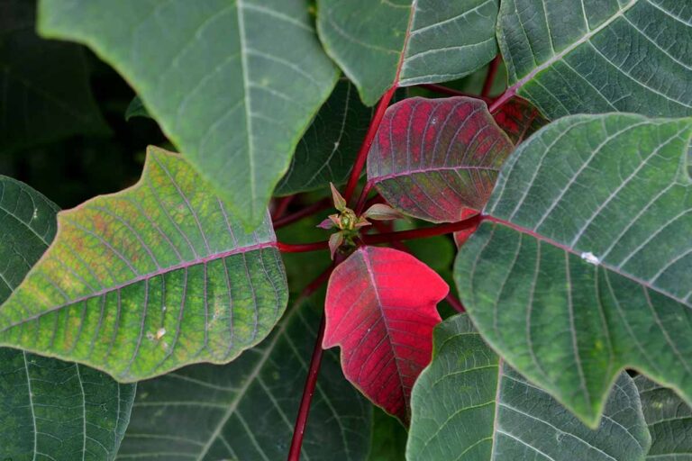 How to Grow and Care for Poinsettia Plants | Gardener’s Path
