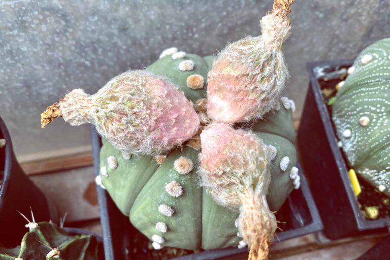 How to Grow and Care for Astrophytum Cacti | Gardener’s Path
