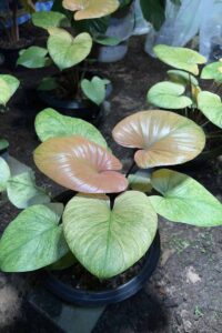 How to Grow and Care for Homalomena | Gardener’s Path