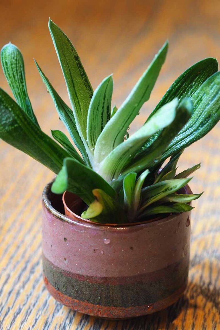 Tips for Growing ‘Little Warty’ Gasteria | Gardener’s Path