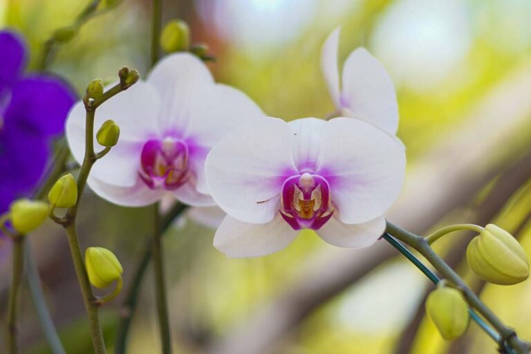 How to Identify and Control 13 Common Orchid Pests