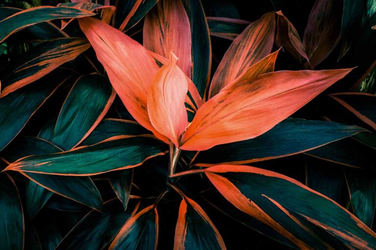 15 of the Best Cordyline (Ti Plant) Varieties | Gardener’s Path