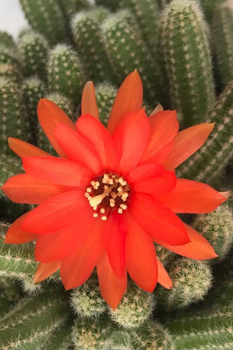 How to Grow Peanut Cactus | Gardener’s Path