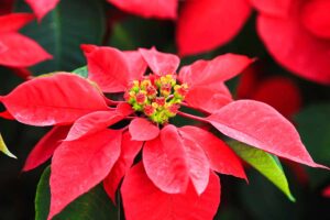 How to Encourage Poinsettia Plants to Rebloom | Gardener’s Path