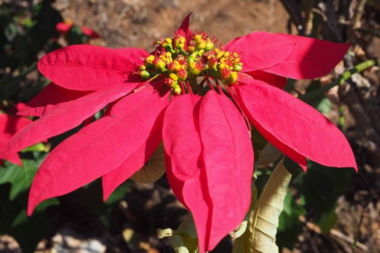 How to Grow and Care for Poinsettia Plants | Gardener’s Path