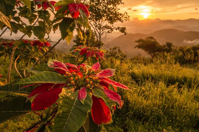 How to Grow and Care for Poinsettia Plants | Gardener’s Path