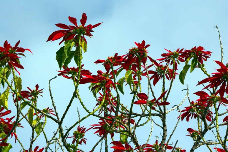 How to Grow and Care for Poinsettia Plants | Gardener’s Path