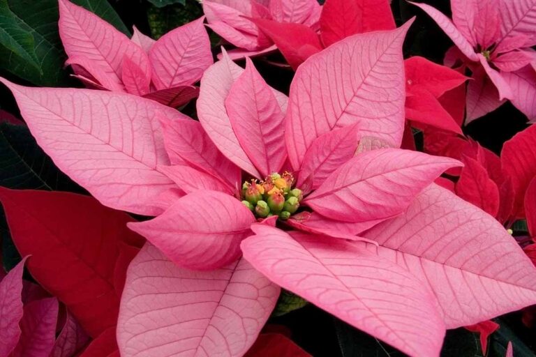 How to Grow and Care for Poinsettia Plants | Gardener’s Path