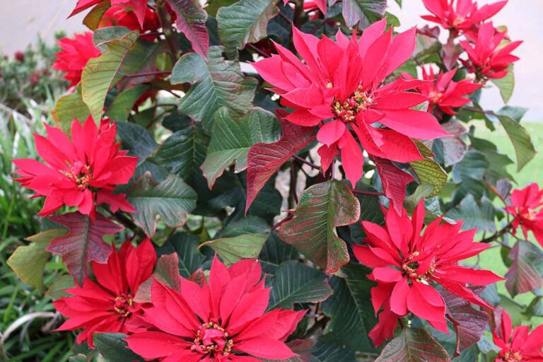 How to Grow and Care for Poinsettia Plants | Gardener’s Path