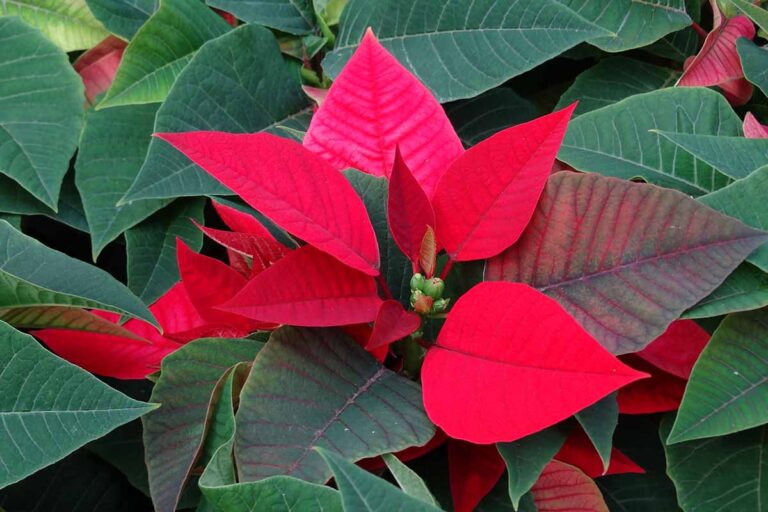 How to Grow and Care for Poinsettia Plants | Gardener’s Path