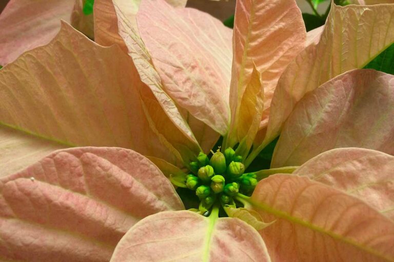 How to Grow and Care for Poinsettia Plants | Gardener’s Path