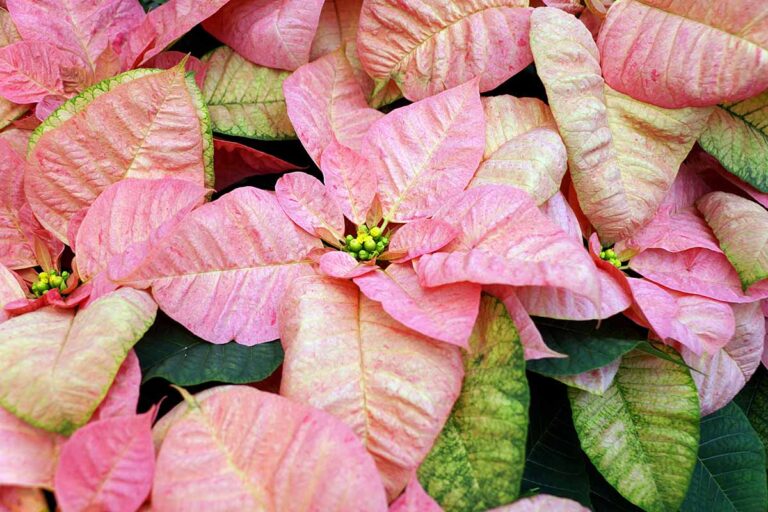 How to Grow and Care for Poinsettia Plants | Gardener’s Path
