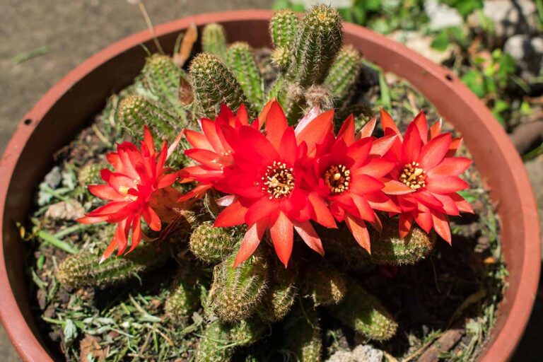 How to Grow Peanut Cactus | Gardener’s Path