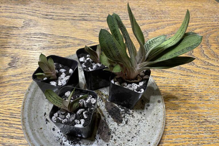 How to Grow and Care for Gasteria Succulents | Gardener's Path