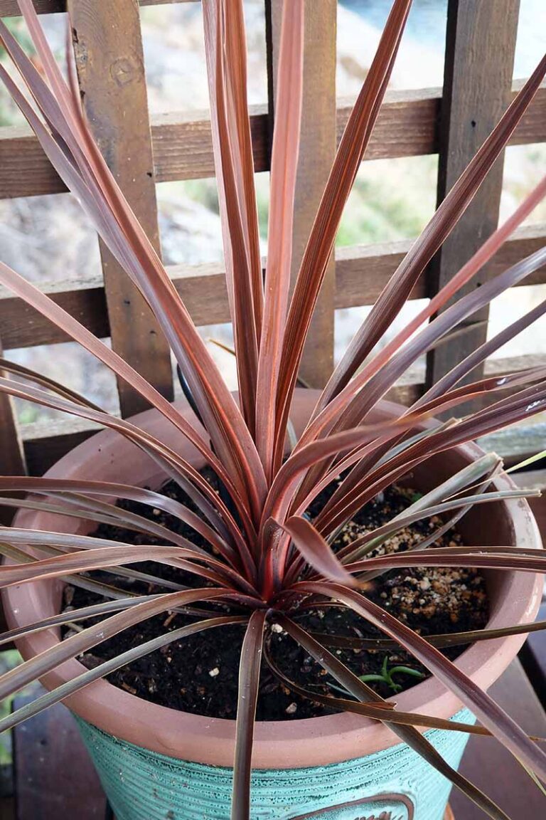 15 of the Best Cordyline (Ti Plant) Varieties | Gardener’s Path