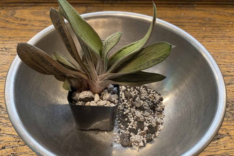 Tips for Growing ‘Little Warty’ Gasteria | Gardener’s Path