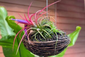 How to Grow and Care for Tillandsia Sky Plants | Gardener’s Path