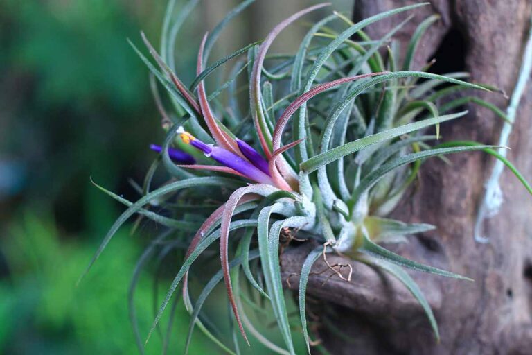 How to Grow and Care for Tillandsia Sky Plants | Gardener’s Path