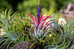 How to Grow and Care for Tillandsia Sky Plants | Gardener’s Path