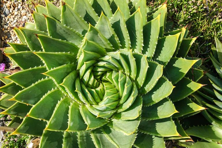 How to Grow and Care for Spiral Aloe | Gardener’s Path