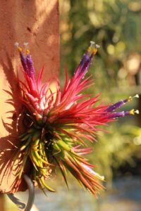 How to Grow and Care for Tillandsia Sky Plants | Gardener’s Path