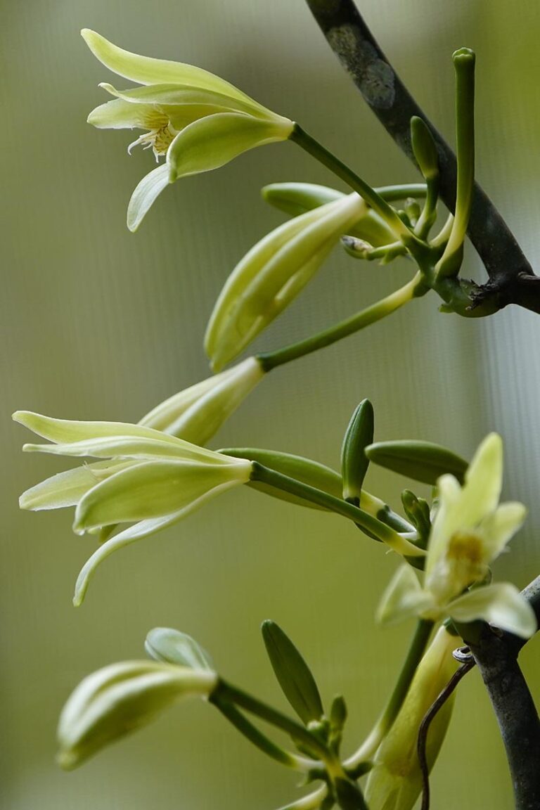 How to Grow and Care for Vanilla Orchids | Gardener’s Path