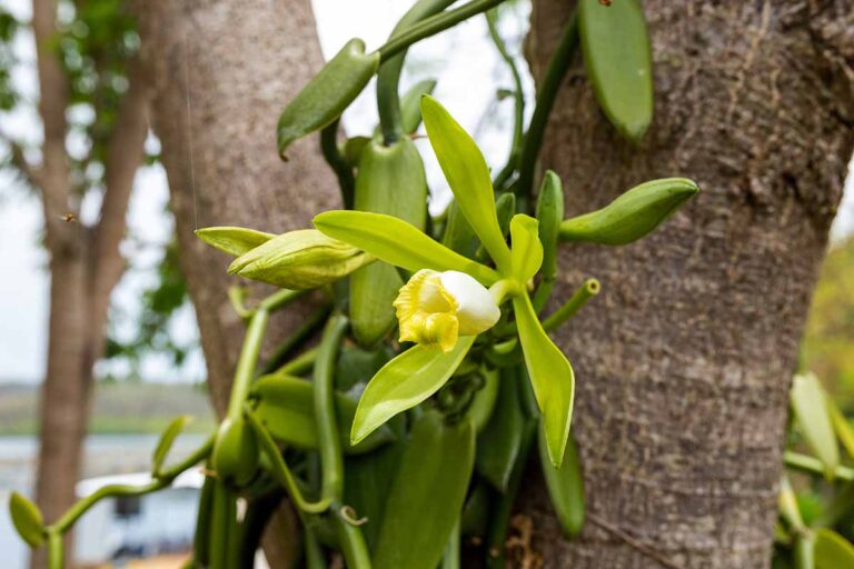 How to Grow and Care for Vanilla Orchids | Gardener’s Path