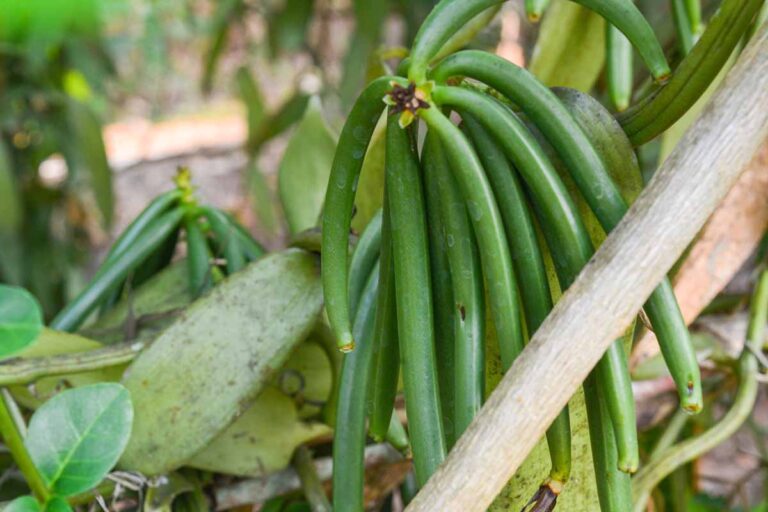 How to Grow and Care for Vanilla Orchids | Gardener’s Path