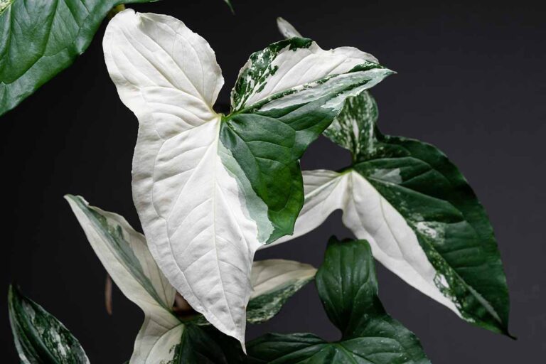 23 of the Best Arrowhead (Syngonium) Varieties | Gardener’s Path