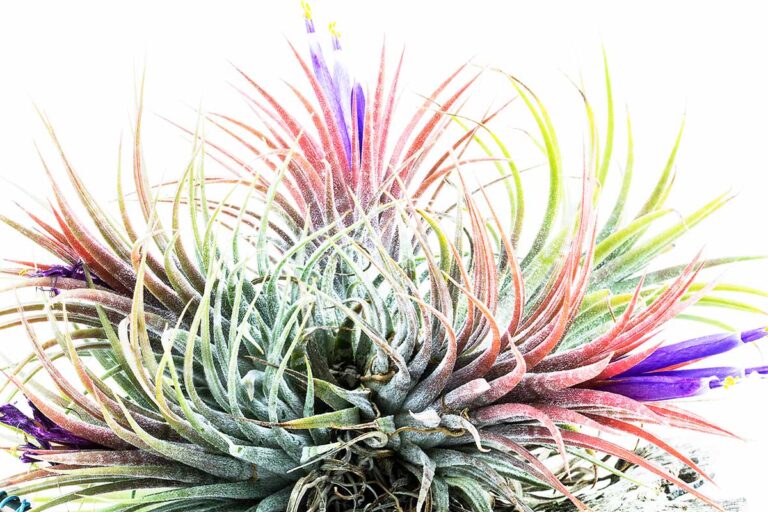 How to Grow and Care for Tillandsia Sky Plants | Gardener’s Path