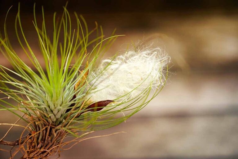 How to Grow Tillandsia Xerographica Air Plants | Gardener’s Path