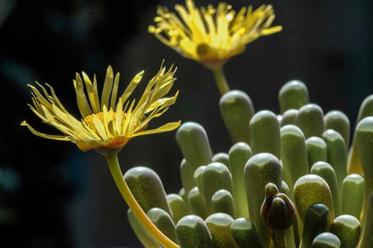 How to Grow and Care for Baby Toes Succulents | Gardener’s Path