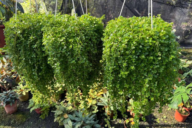 How to Grow and Care for Baby’s Tears | Gardener’s Path