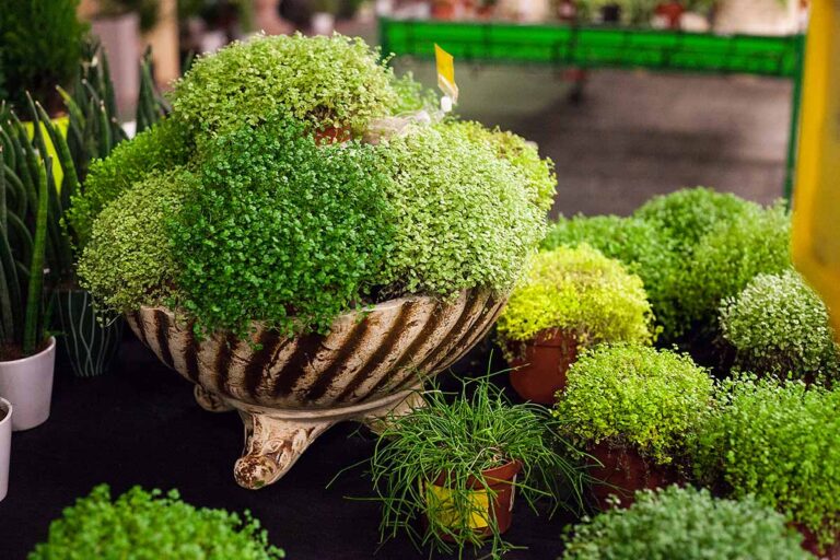 How to Grow and Care for Baby’s Tears | Gardener’s Path