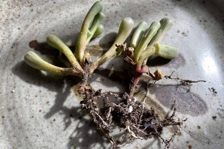 How to Grow and Care for Baby Toes Succulents | Gardener’s Path