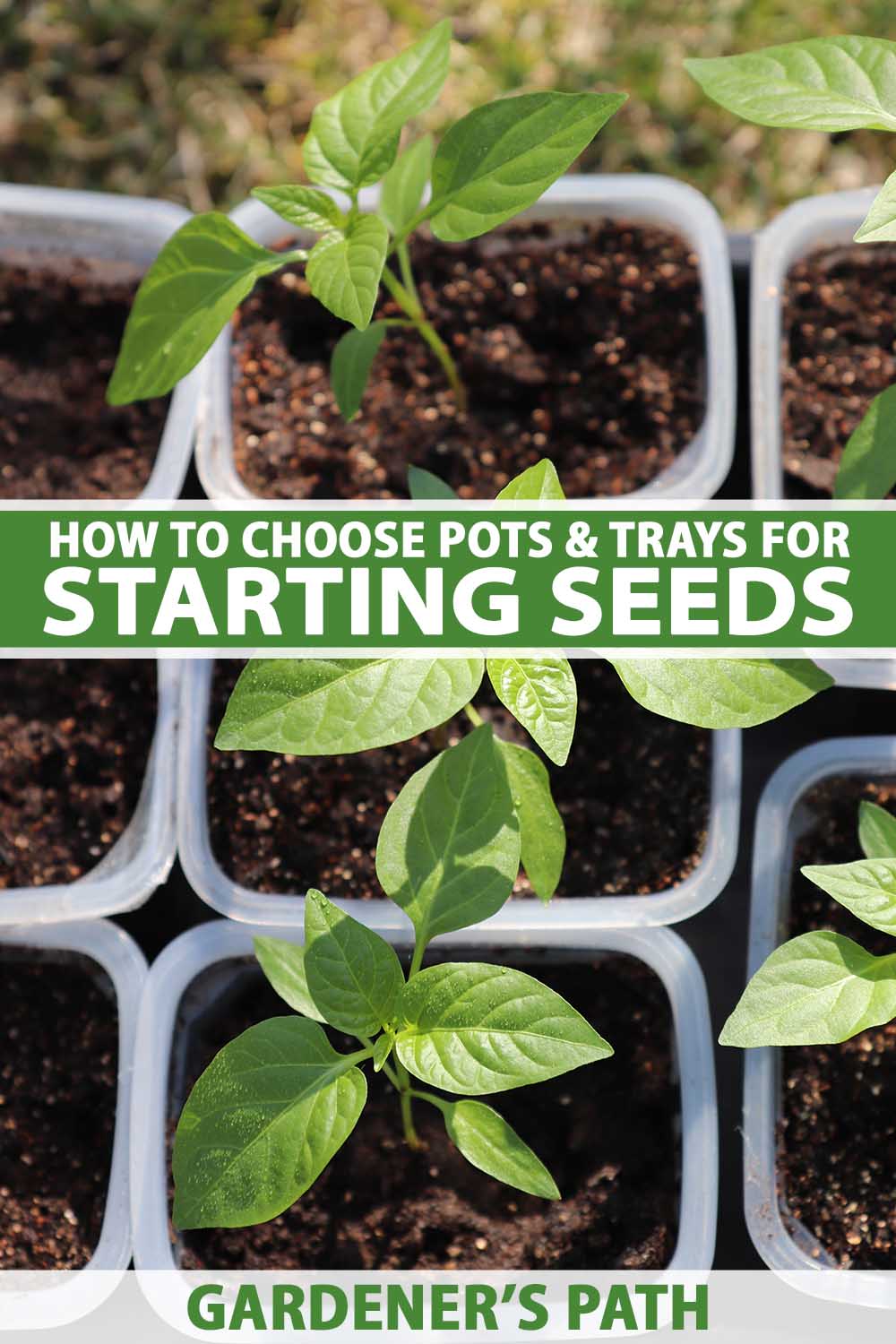 How to Choose the Best Pots and Trays for Starting Seeds