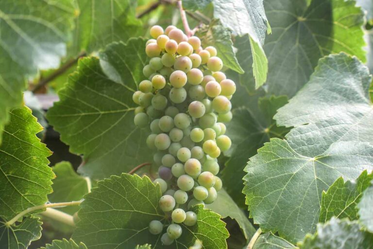 21 of the Best Native Vines for Your Landscape | Gardener's Path