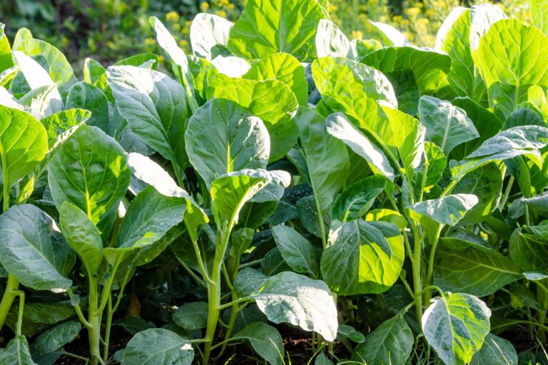 How to Grow Chinese Broccoli | Gardener’s Path
