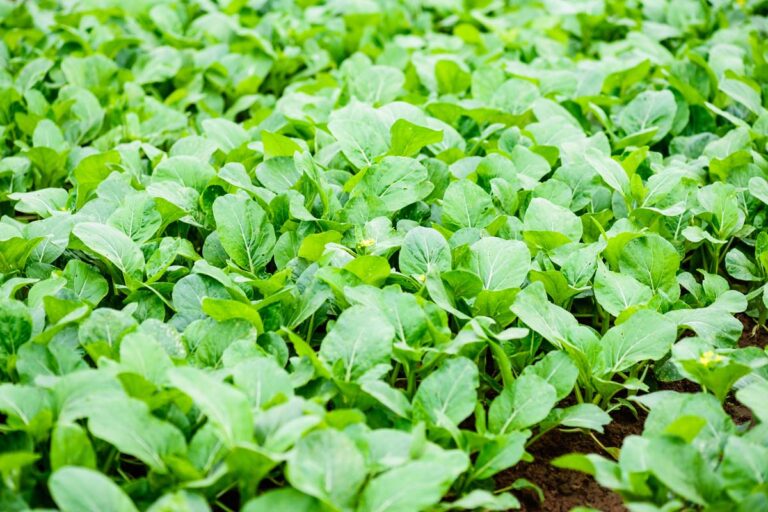 How to Grow Chinese Broccoli | Gardener’s Path