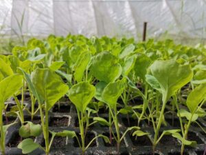 How to Grow Chinese Broccoli | Gardener’s Path