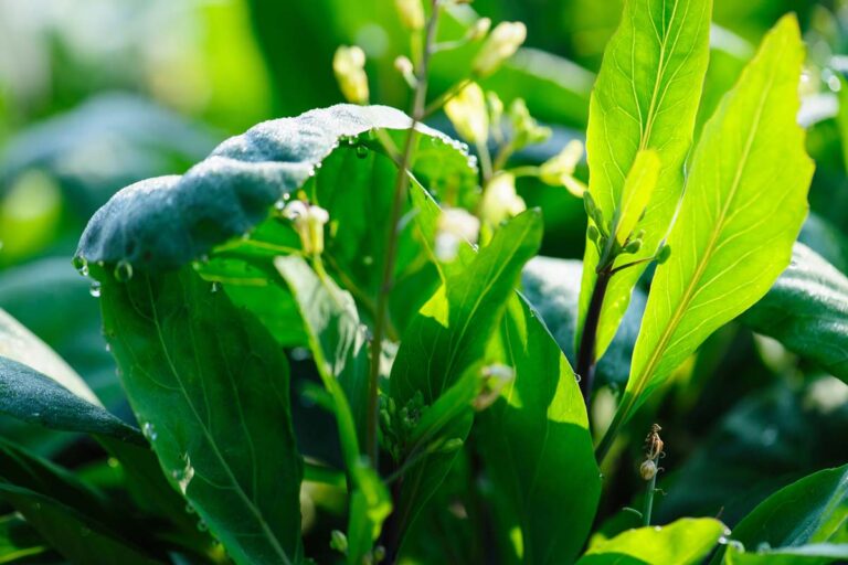 How to Grow Chinese Broccoli | Gardener’s Path