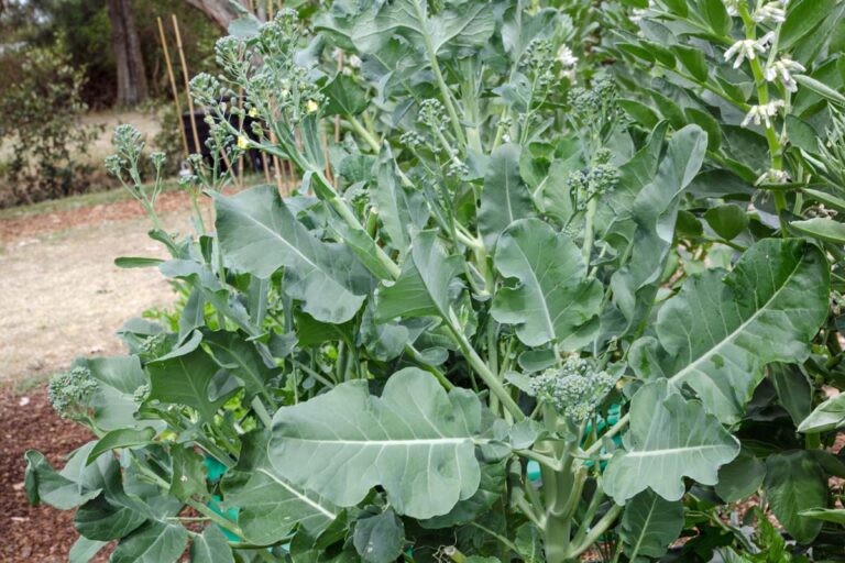 How to Grow Chinese Broccoli | Gardener’s Path