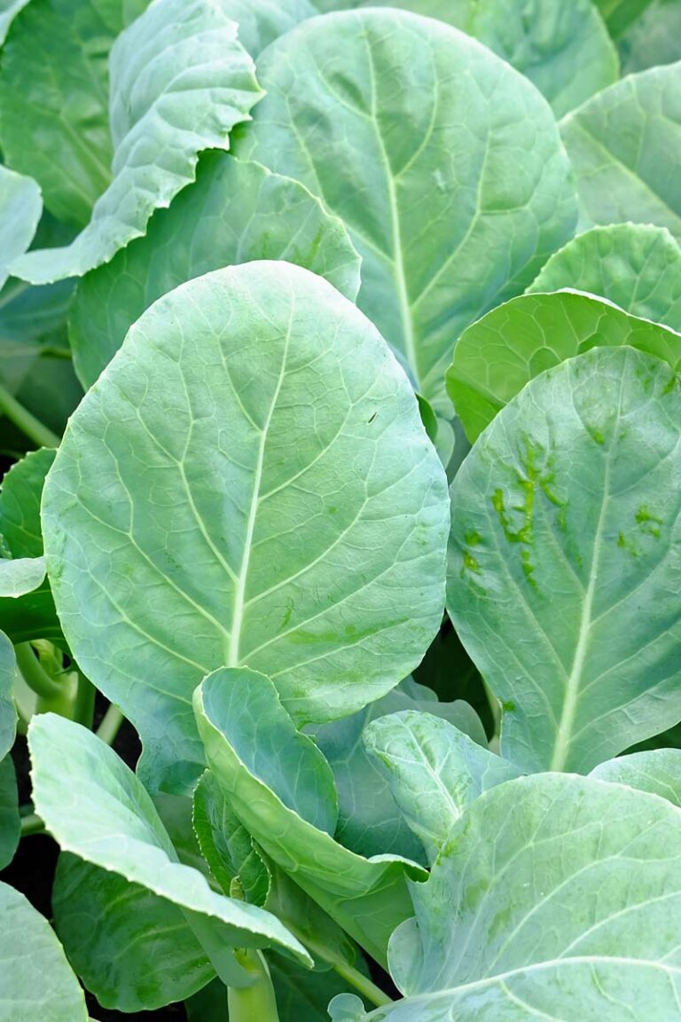How to Grow Chinese Broccoli | Gardener’s Path