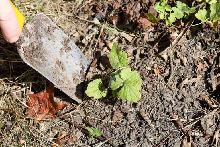 How to Grow Piggyback Plants (Youth-on-Age) | Gardener’s Path
